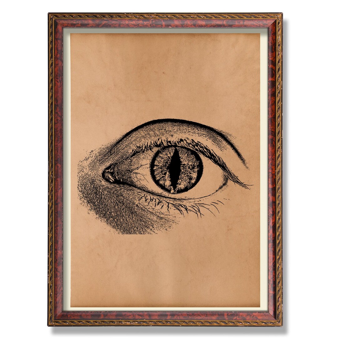 Eye Anatomy Print – Medical Wall Art – Eyeball Diagram – Anatomical Eye ...