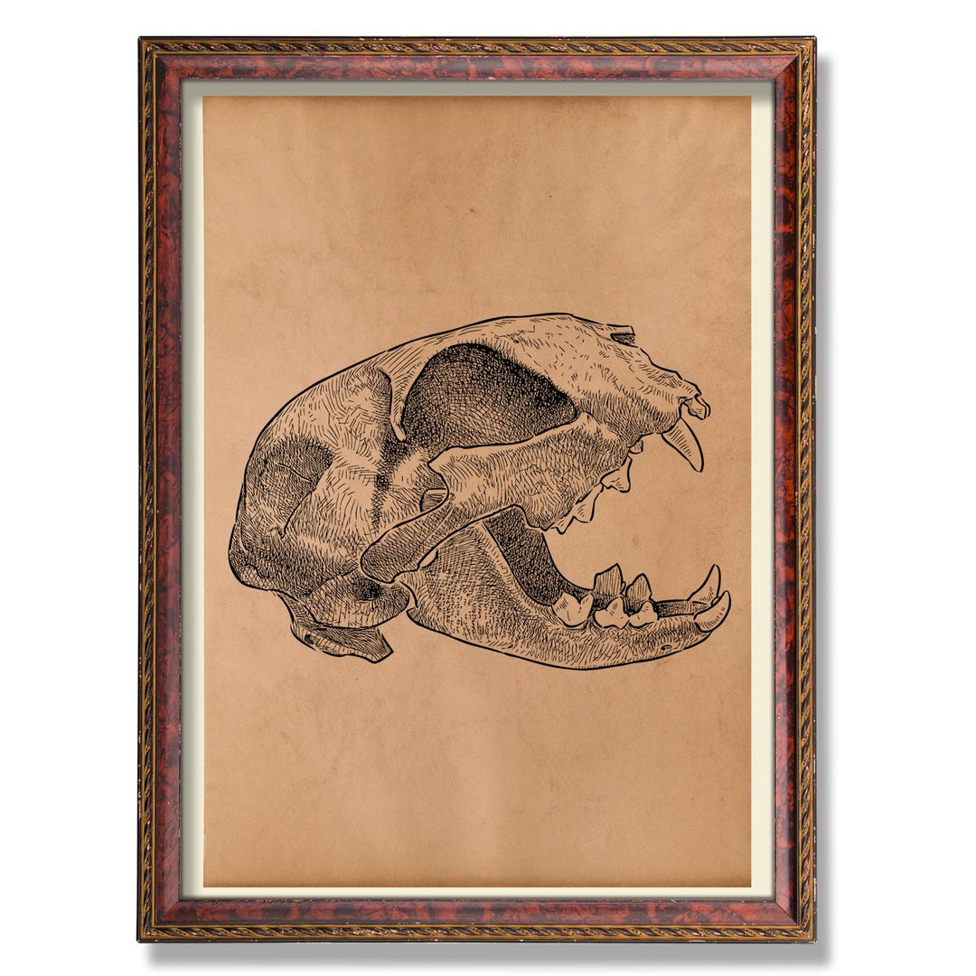 Cat Skull Anatomy Art Vintage Feline Skeleton Illustration Rustic ...