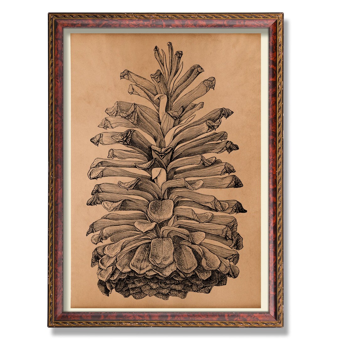 Vintage Pine Cone Botanical Wall Art – Rustic Forest Illustration ...