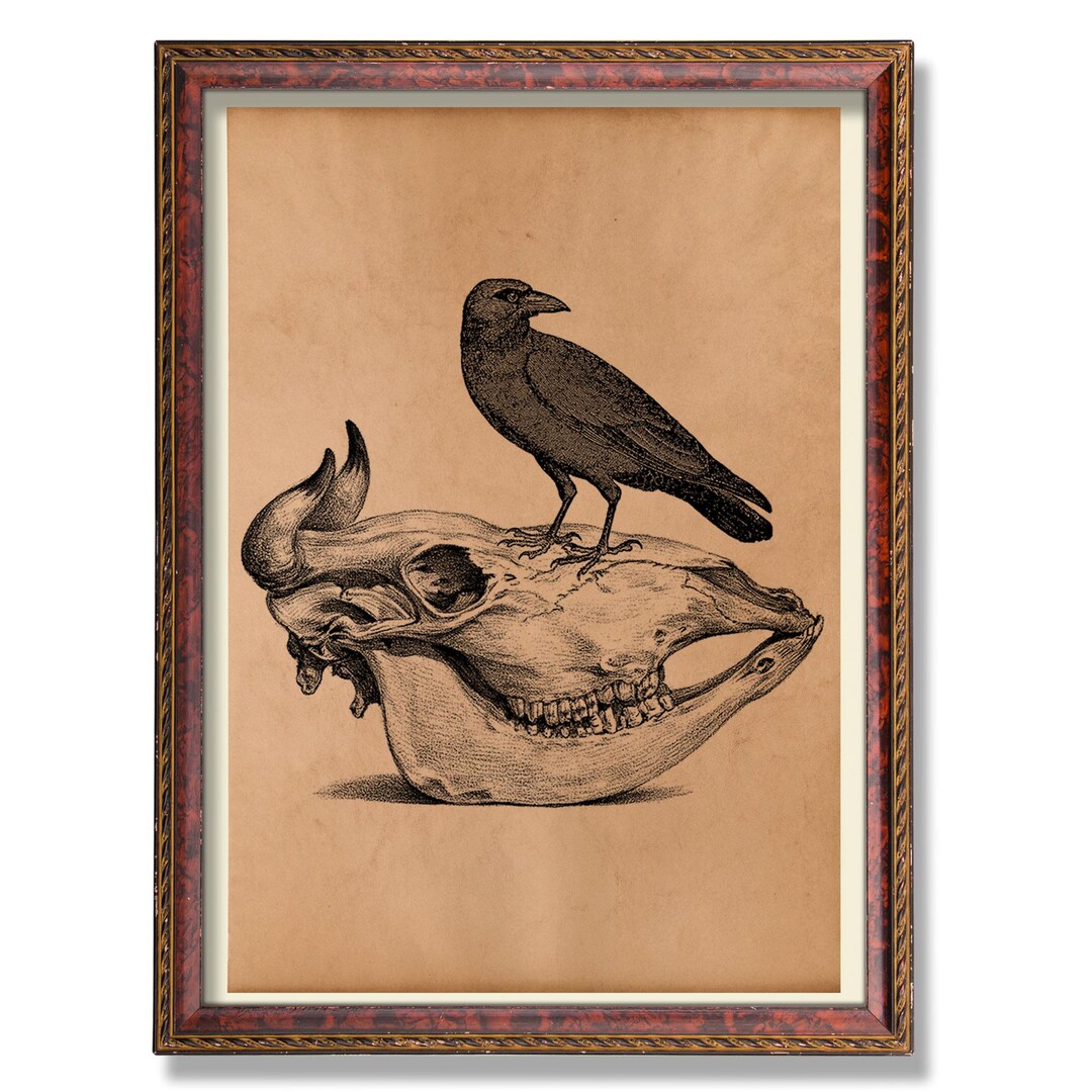 Crow on Cow Skull Illustration - Vintage Anatomy Wall Art - Rustic ...