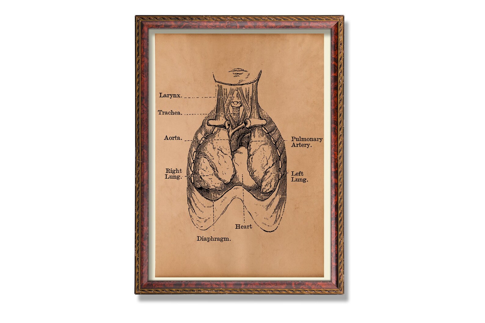 Anatomical Lungs Print Anatomy Poster Medical Student Gift - Etsy UK