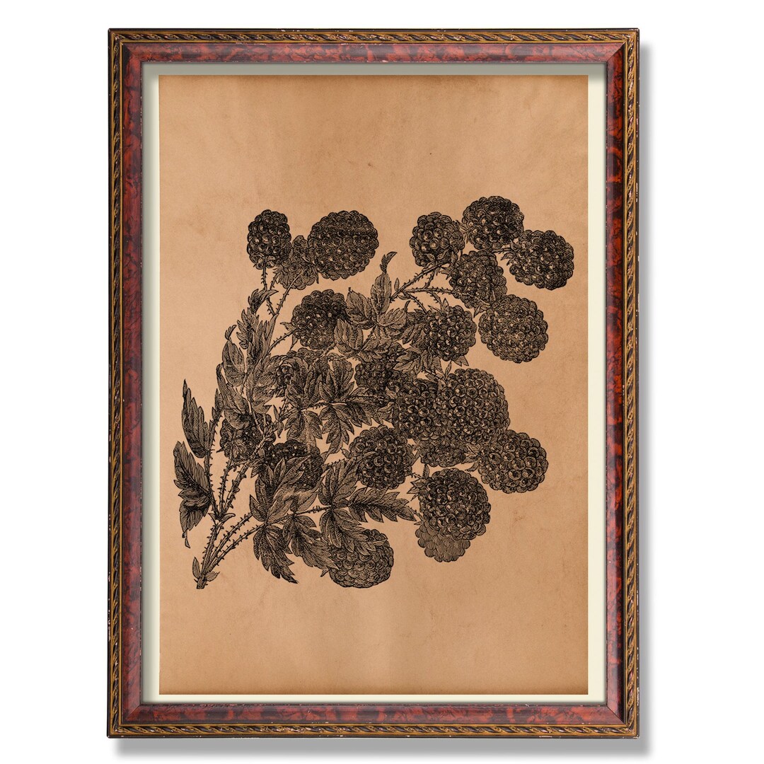 Bramble Botanical Art – Rustic Woodland Illustration, Antique Nature ...