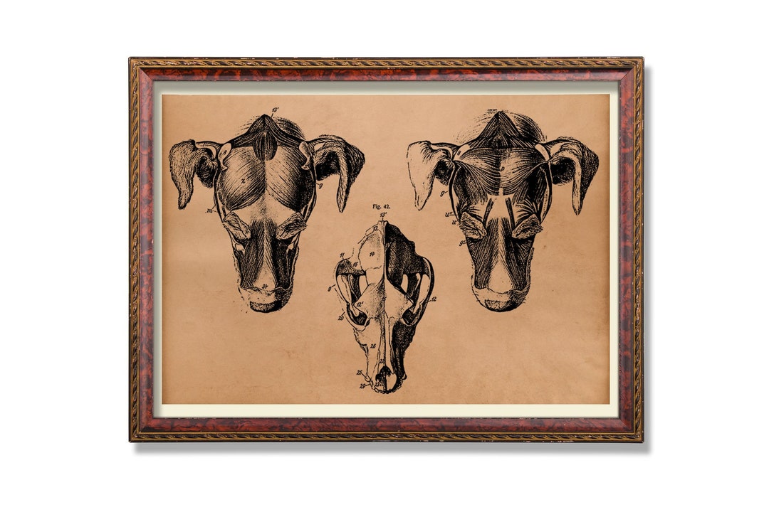 Dog Poster Skeleton Print Anatomy Art Print Animal Bones Poster Animal ...