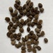 PAPAYA Seeds 100% Organic!!! - Etsy