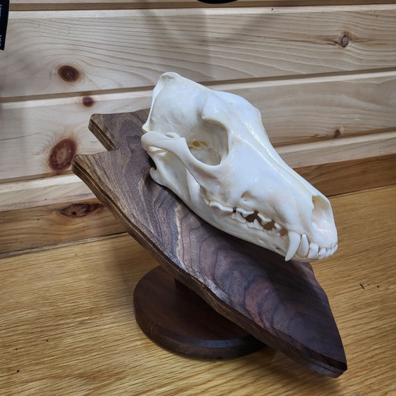 Boar Skull Mount