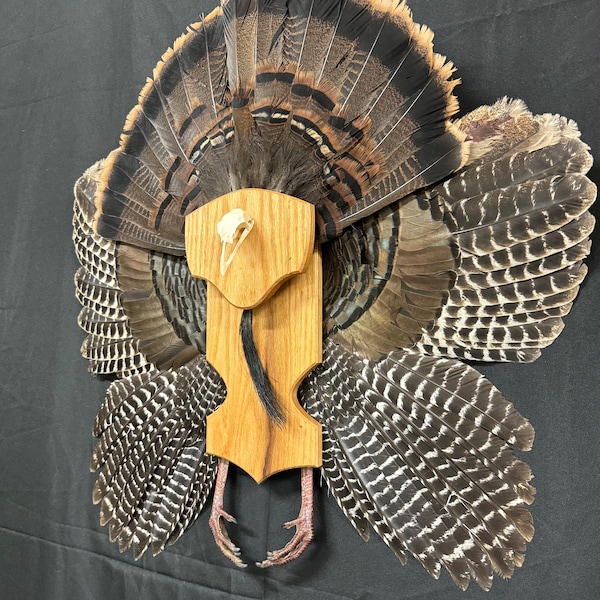 Turkey Fan Mount - Etsy