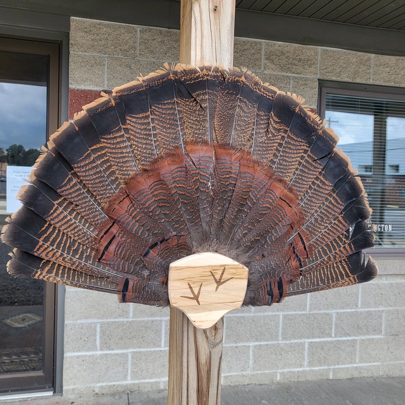 Turkey Fan Mount - Etsy