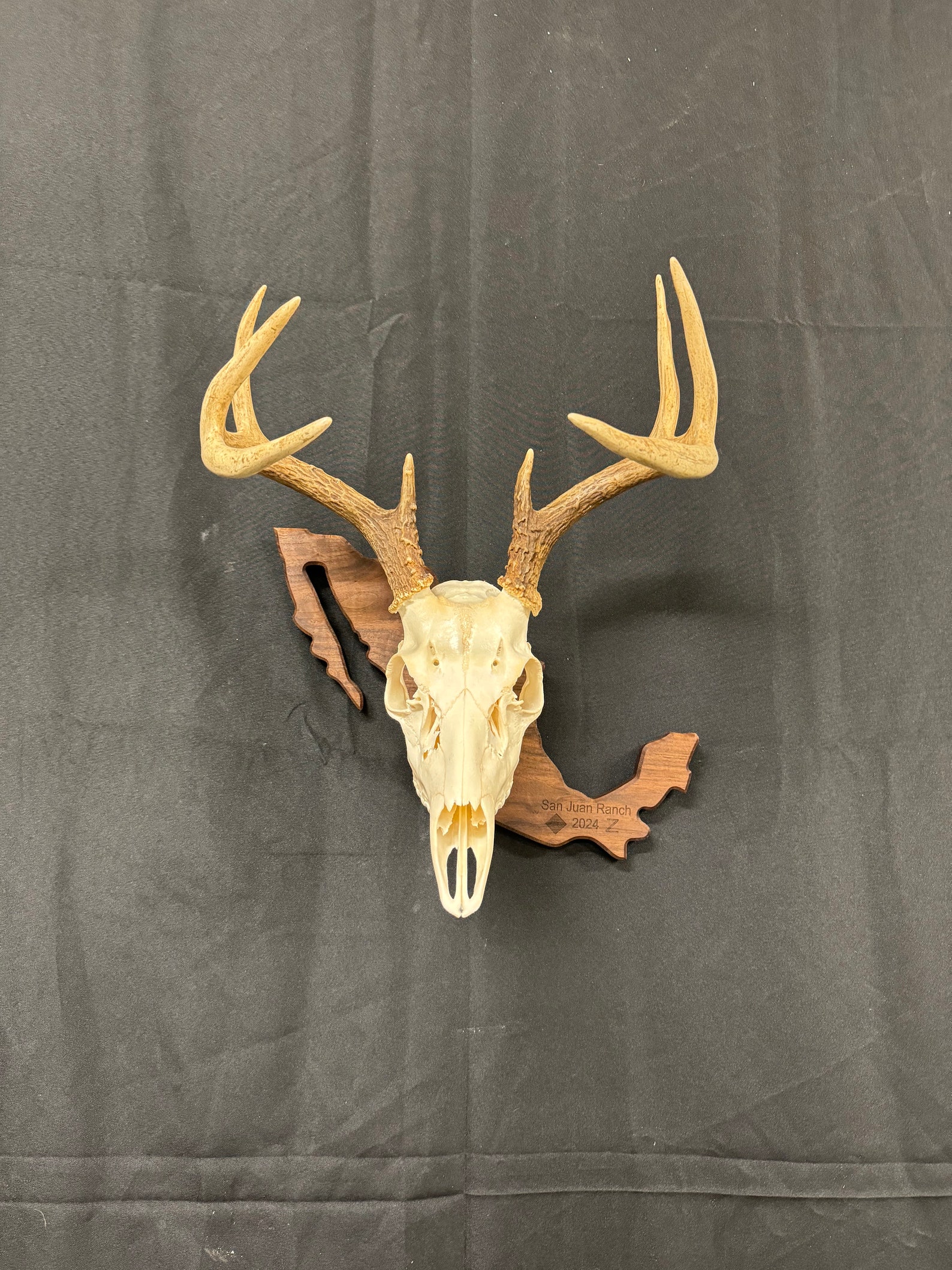 Mexico European Deer Plaque - Whitetail - Skull Display - Etsy