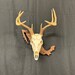 Mexico European Deer Plaque - Whitetail - Skull Display - Etsy