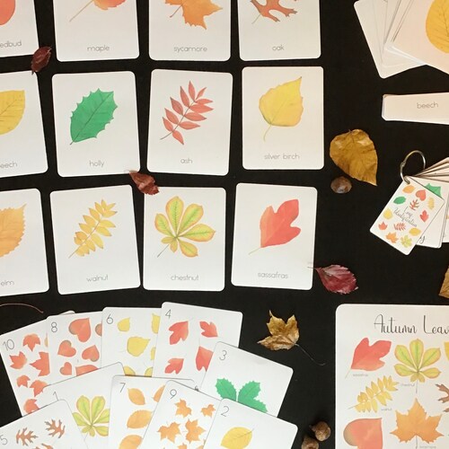 Autumn Leaves Pack Printable Identification Cards - Etsy