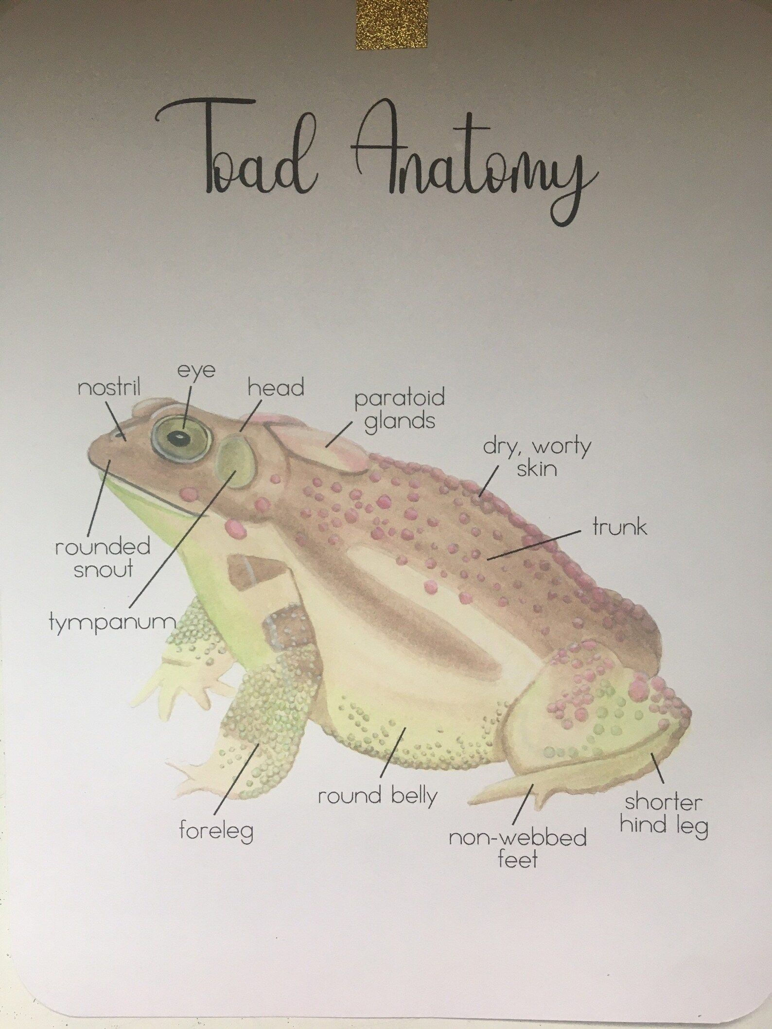 Frog & Toad Anatomy Posters | Coloring Printables | Charlotte Mason ...
