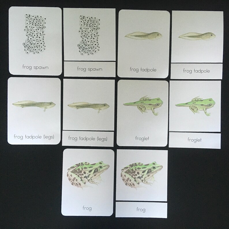 Frog & Toad Life Cycle | Printable Posters | Watercolor Flash Cards ...