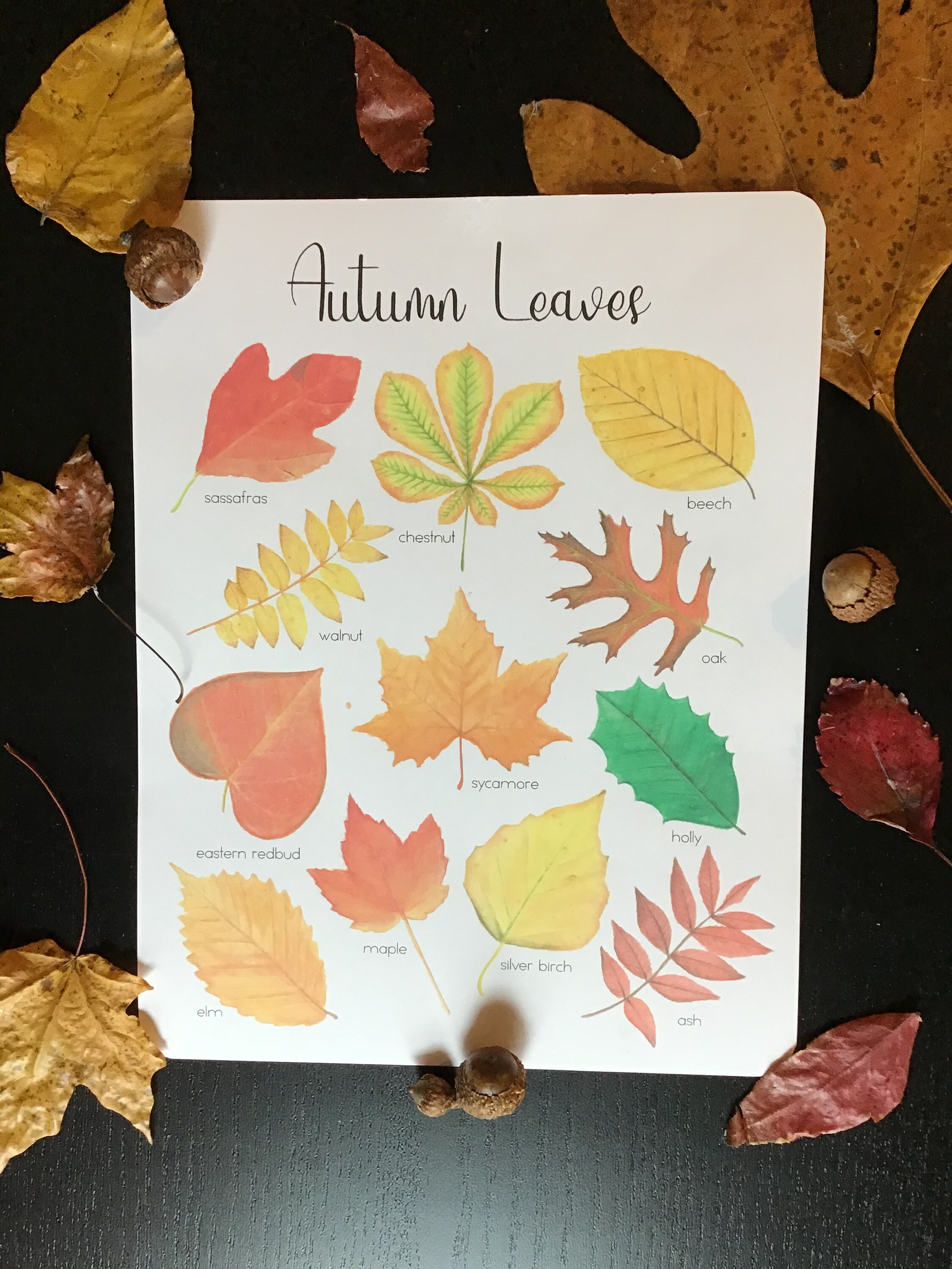 Autumn Leaves Pack | Printable Identification Cards | Watercolor Nature ...