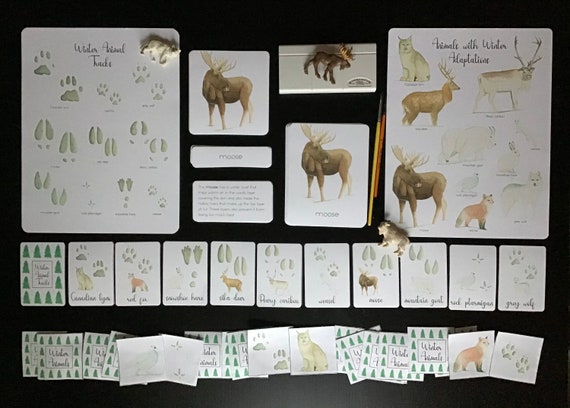 Winter Animal Adaptations Montessori 3-part Cards Memory | Etsy