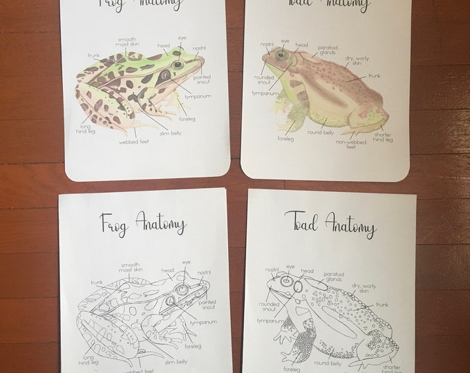 Frog & Toad Pack Printable Life Cycle Posters Watercolor Flash Cards ...