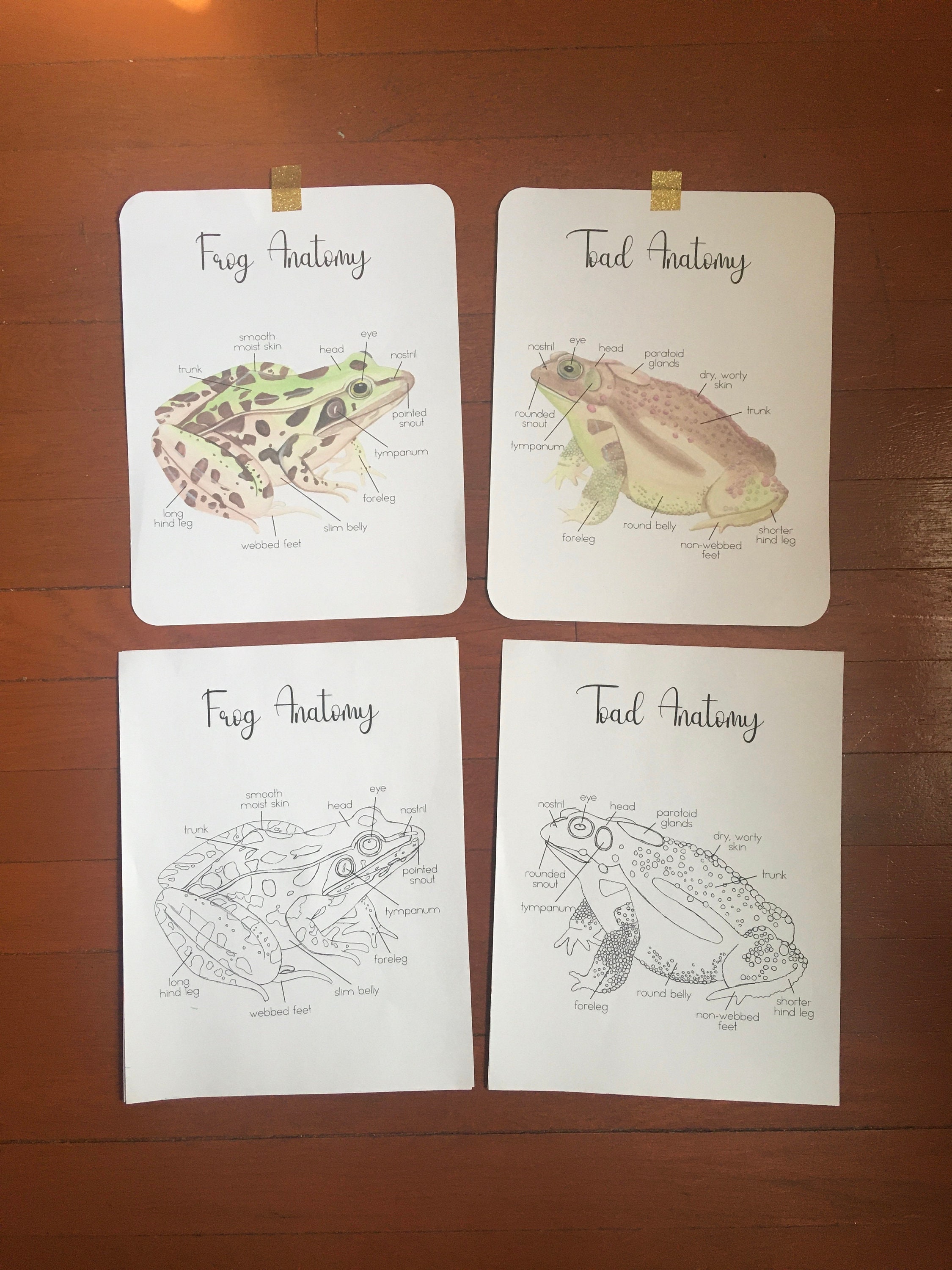 Frog & Toad Anatomy Posters | Coloring Printables | Charlotte Mason ...