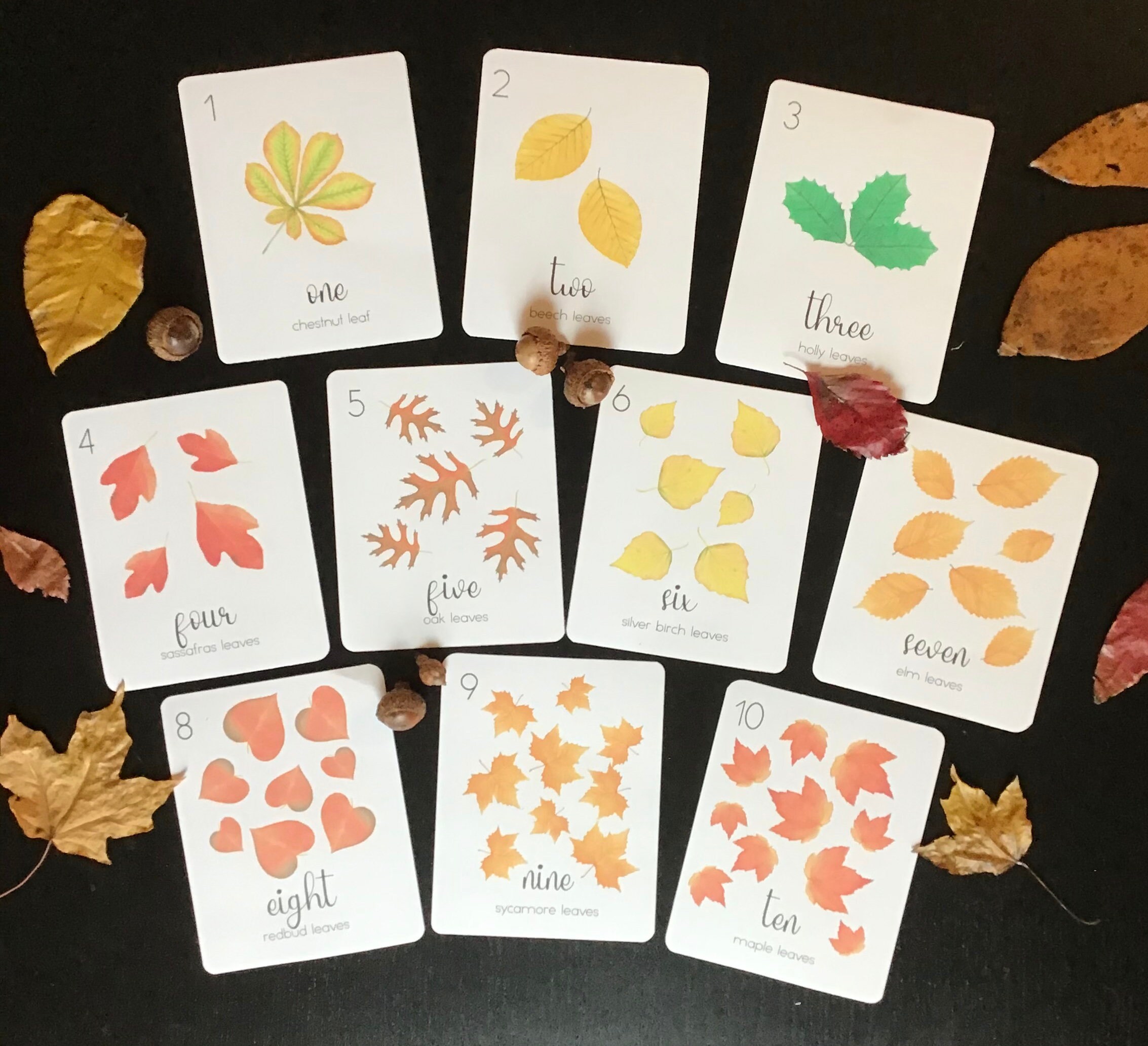 Autumn Leaves Pack | Printable Identification Cards | Watercolor Nature ...