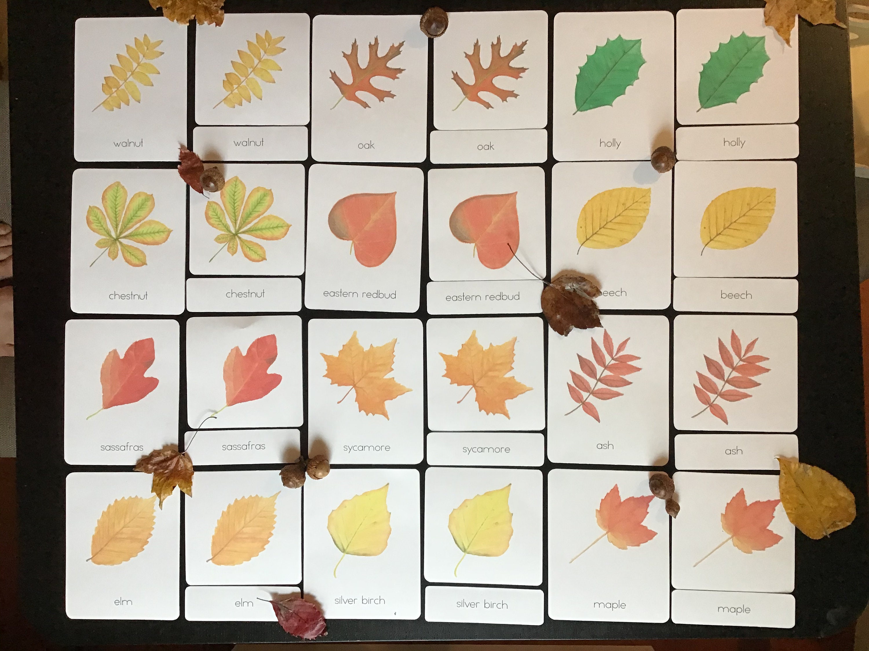 Autumn Leaves Pack Printable Identification Cards Watercolor Nature ...