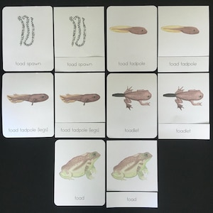 Frog & Toad Life Cycle | Printable Posters | Watercolor Flash Cards ...