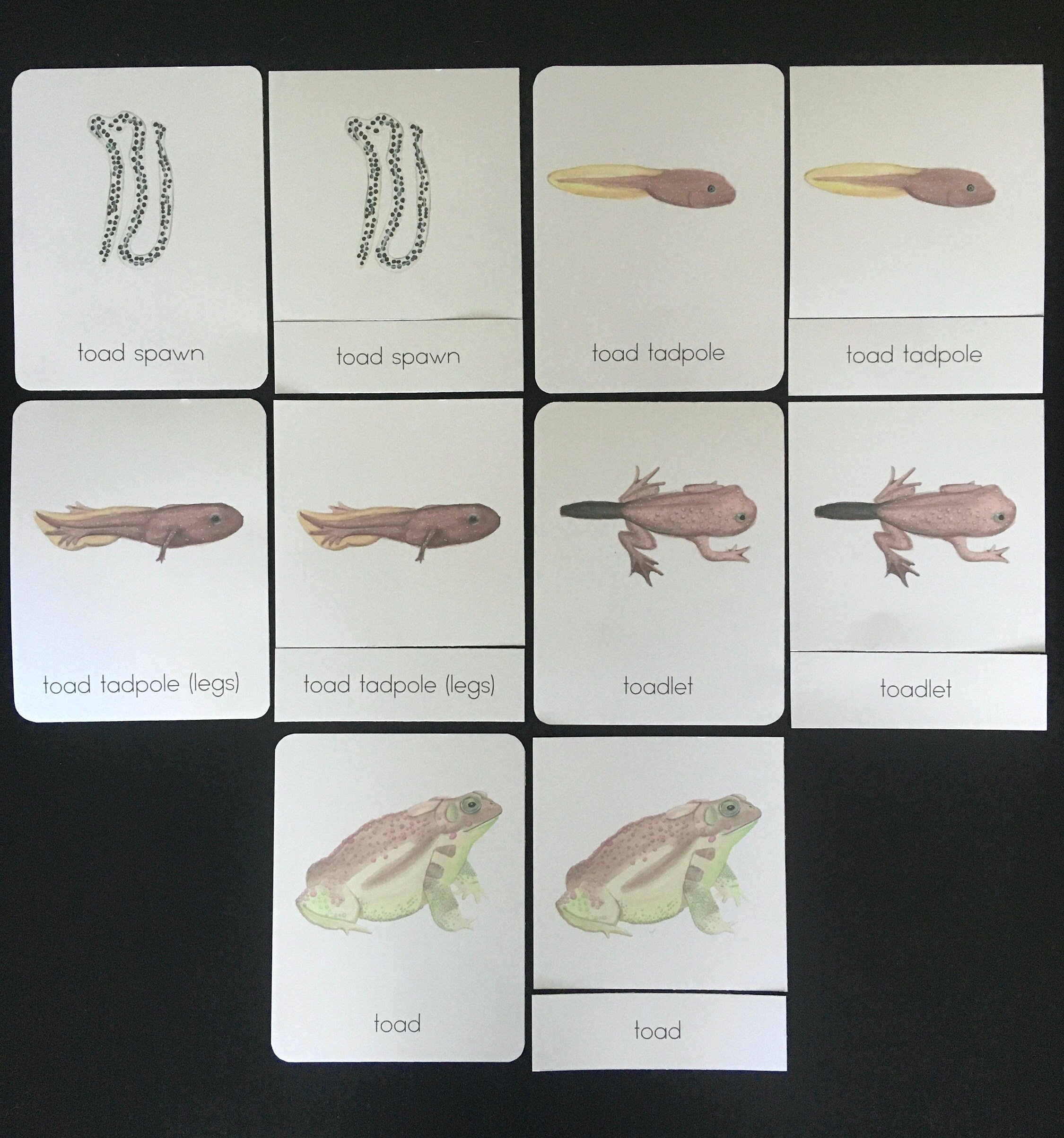 Frog & Toad Life Cycle | Printable Posters | Watercolor Flash Cards ...