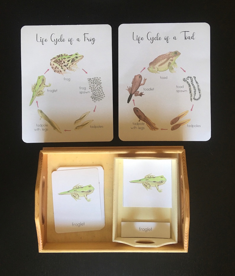Frog & Toad Life Cycle | Printable Posters | Watercolor Flash Cards ...