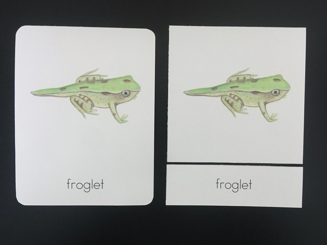 Frog & Toad Life Cycle | Printable Posters | Watercolor Flash Cards ...