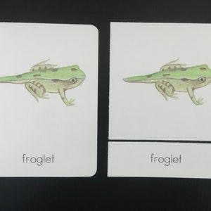 Frog & Toad Life Cycle | Printable Posters | Watercolor Flash Cards ...