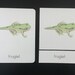 Frog & Toad Life Cycle | Printable Posters | Watercolor Flash Cards ...