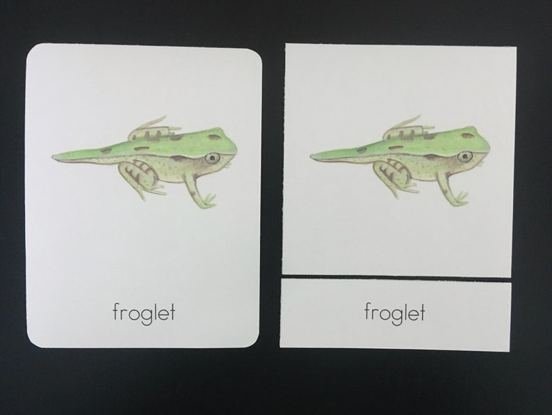 Frog & Toad Life Cycle | Printable Posters | Watercolor Flash Cards ...