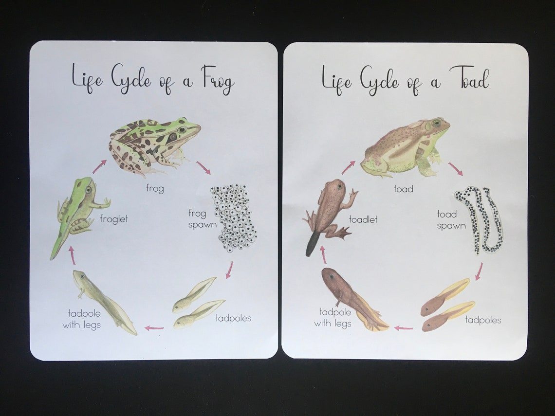 Frog & Toad Life Cycle | Printable Posters | Watercolor Flash Cards ...