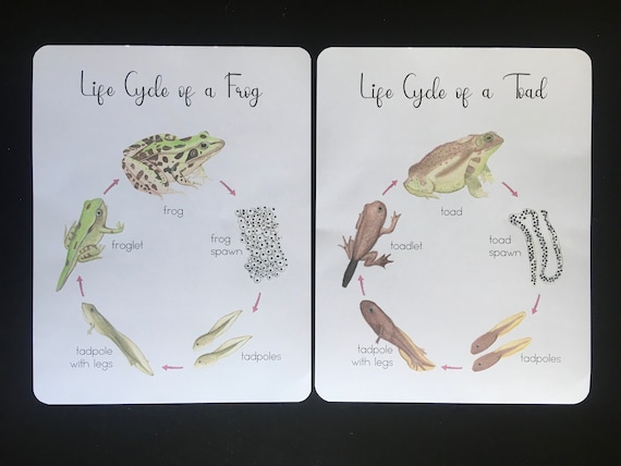 Life Cycle Of A Toad