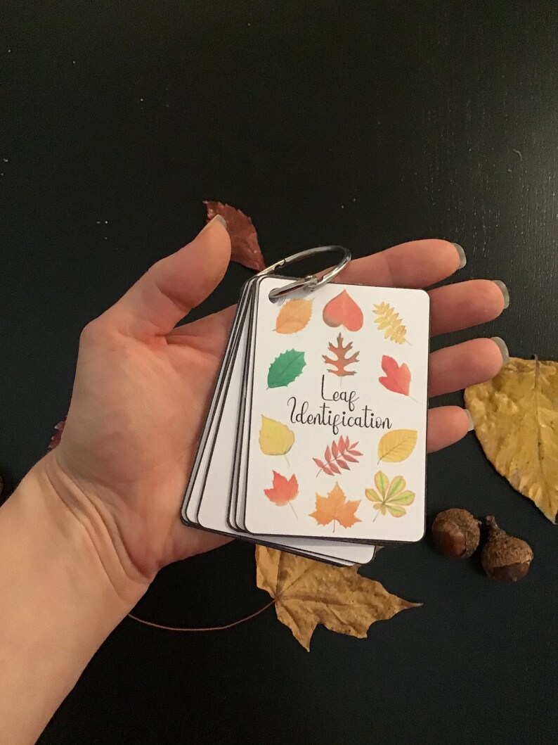Autumn Leaves Identification Cards Printable Portable Leaf | Etsy