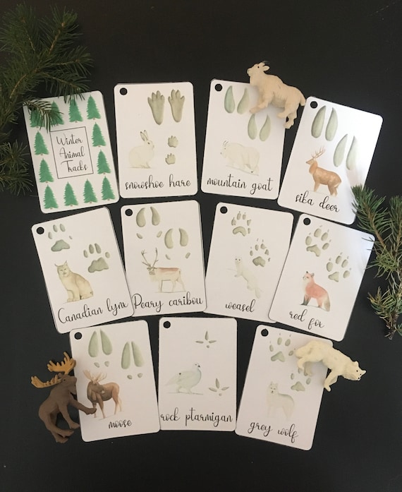 Animal Track Identification Cards