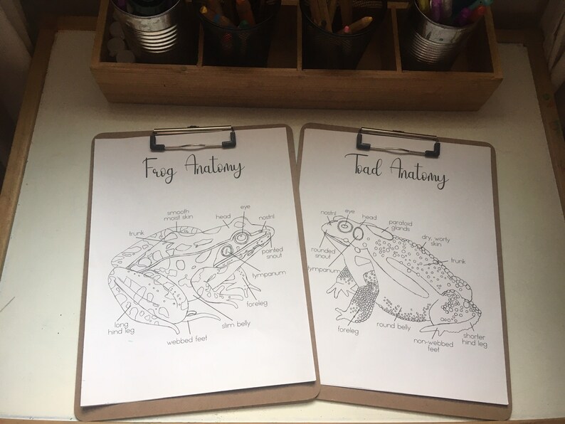Frog & Toad Anatomy Posters | Coloring Printables | Charlotte Mason ...