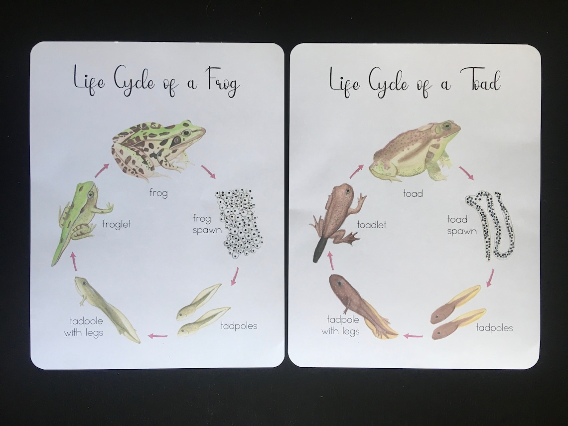 Frog & Toad Pack Printable Life Cycle Posters Watercolor - Etsy Canada