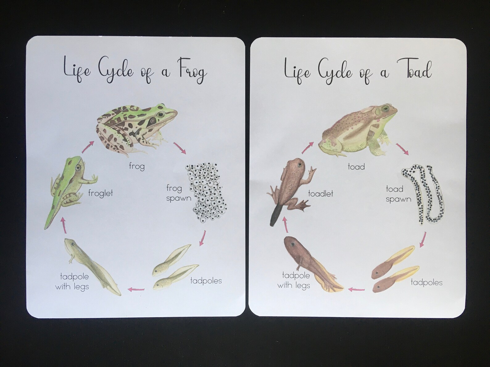 Frog & Toad Pack Printable Life Cycle Posters Watercolor Flash Cards ...