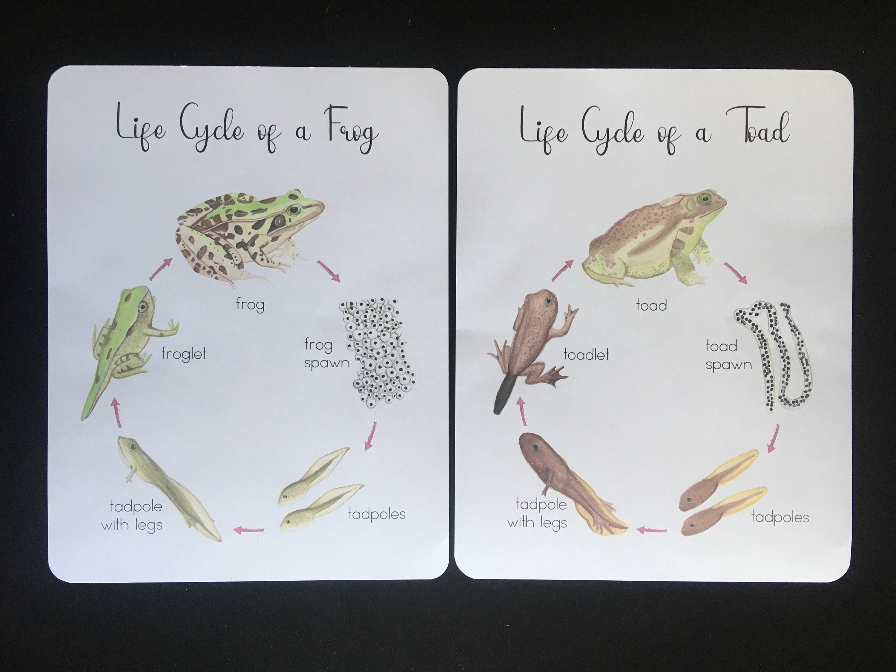 Frog & Toad Pack Printable Life Cycle Posters Watercolor Flash Cards ...