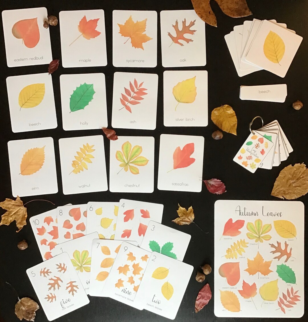 Autumn Leaves Pack | Printable Identification Cards | Watercolor Nature ...