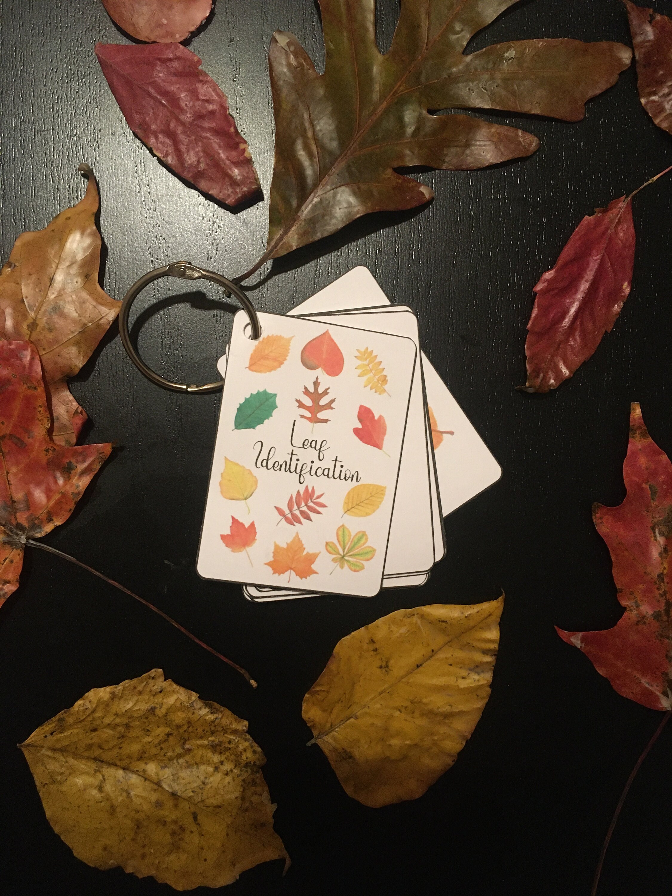 Autumn Leaves Pack | Printable Identification Cards | Watercolor Nature ...