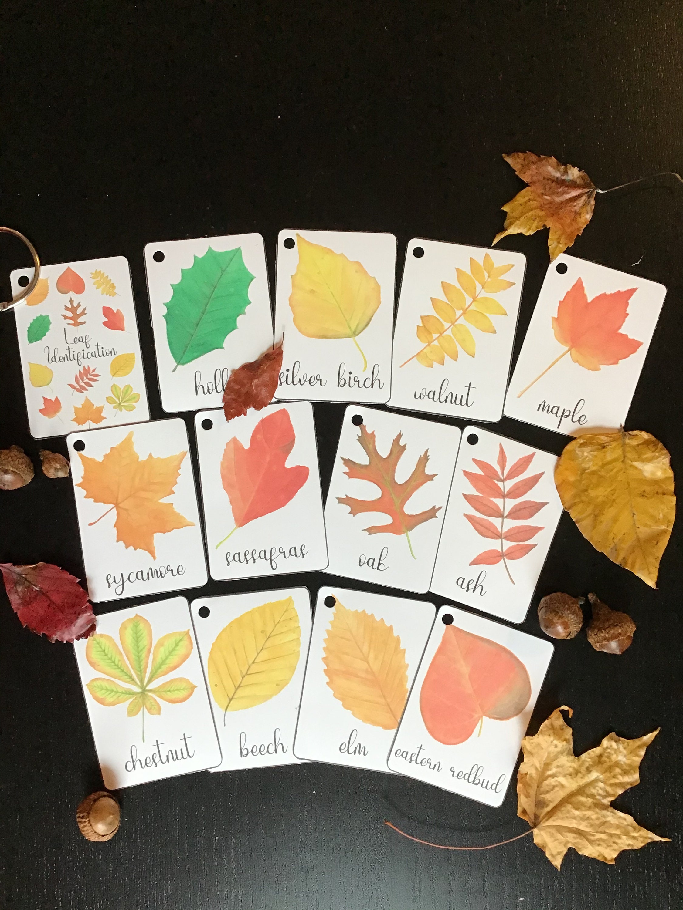 Autumn Leaves Identification Cards | Printable Portable Leaf ...