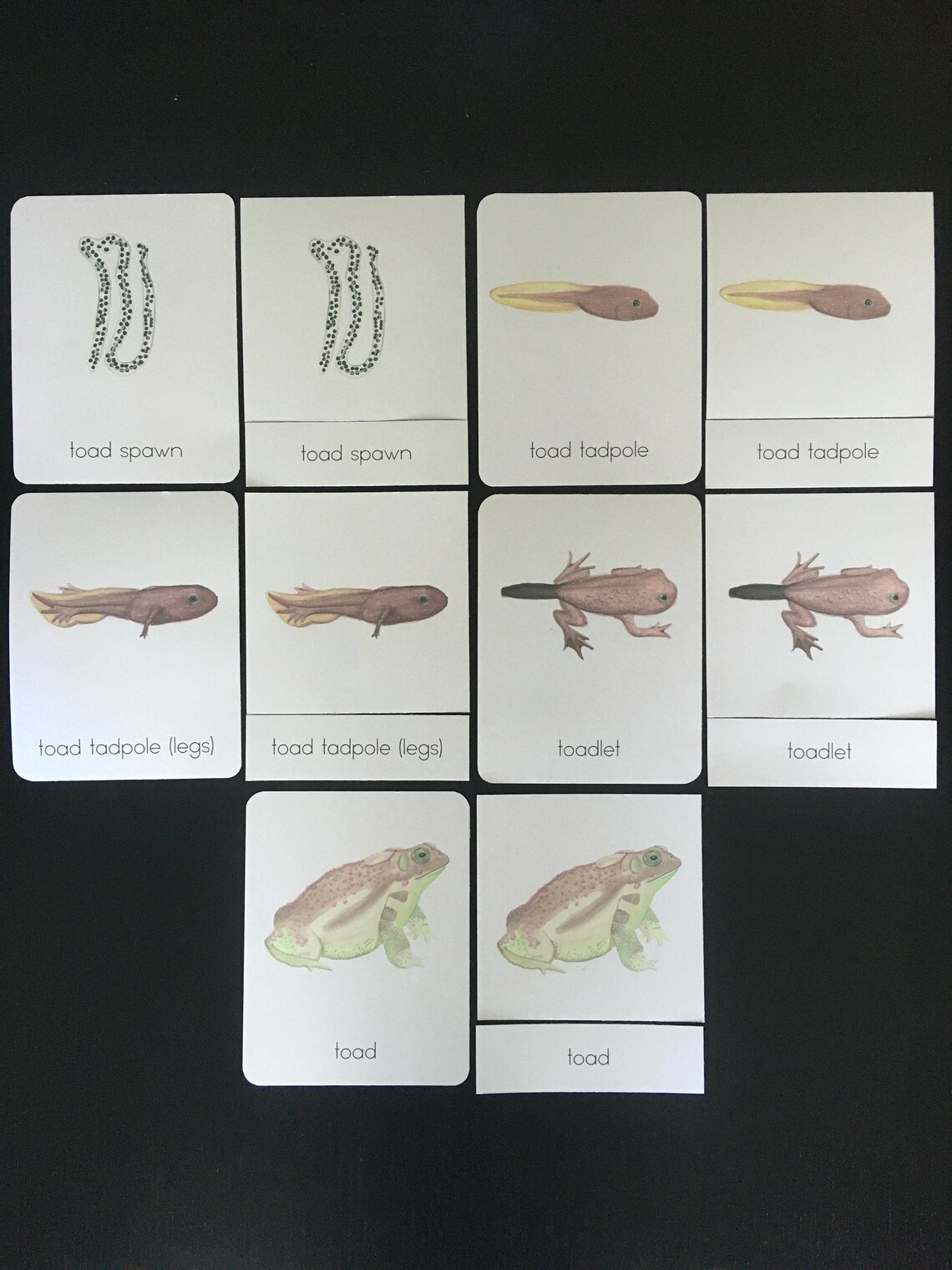 Frog & Toad Pack Printable Life Cycle Posters Watercolor - Etsy Canada