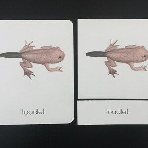 Frog & Toad Life Cycle | Printable Posters | Watercolor Flash Cards ...