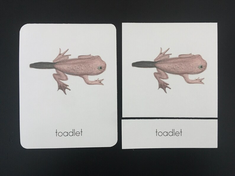 Frog & Toad Life Cycle | Printable Posters | Watercolor Flash Cards ...