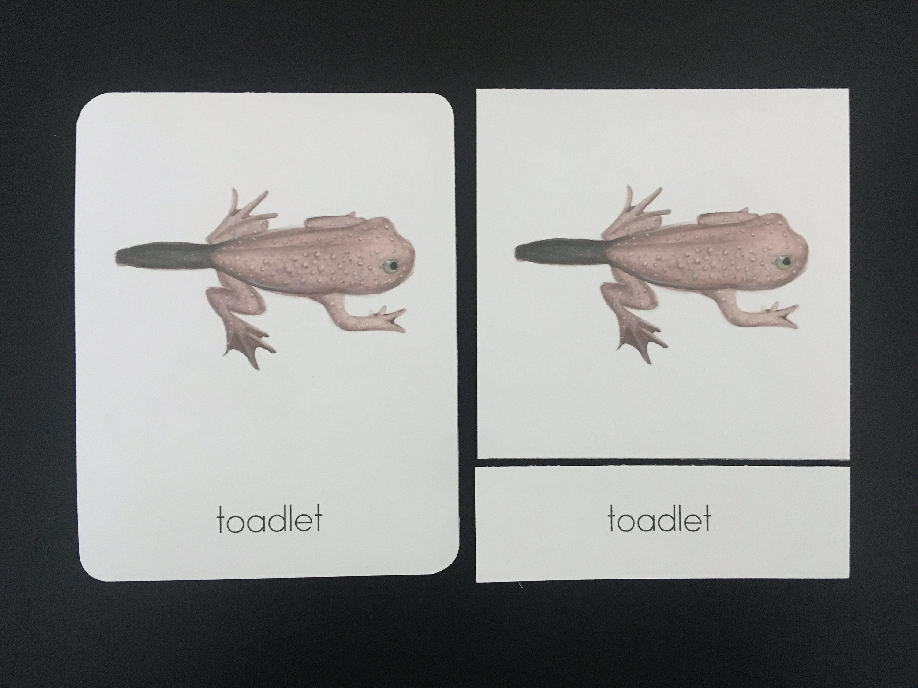 Frog & Toad Life Cycle | Printable Posters | Watercolor Flash Cards ...