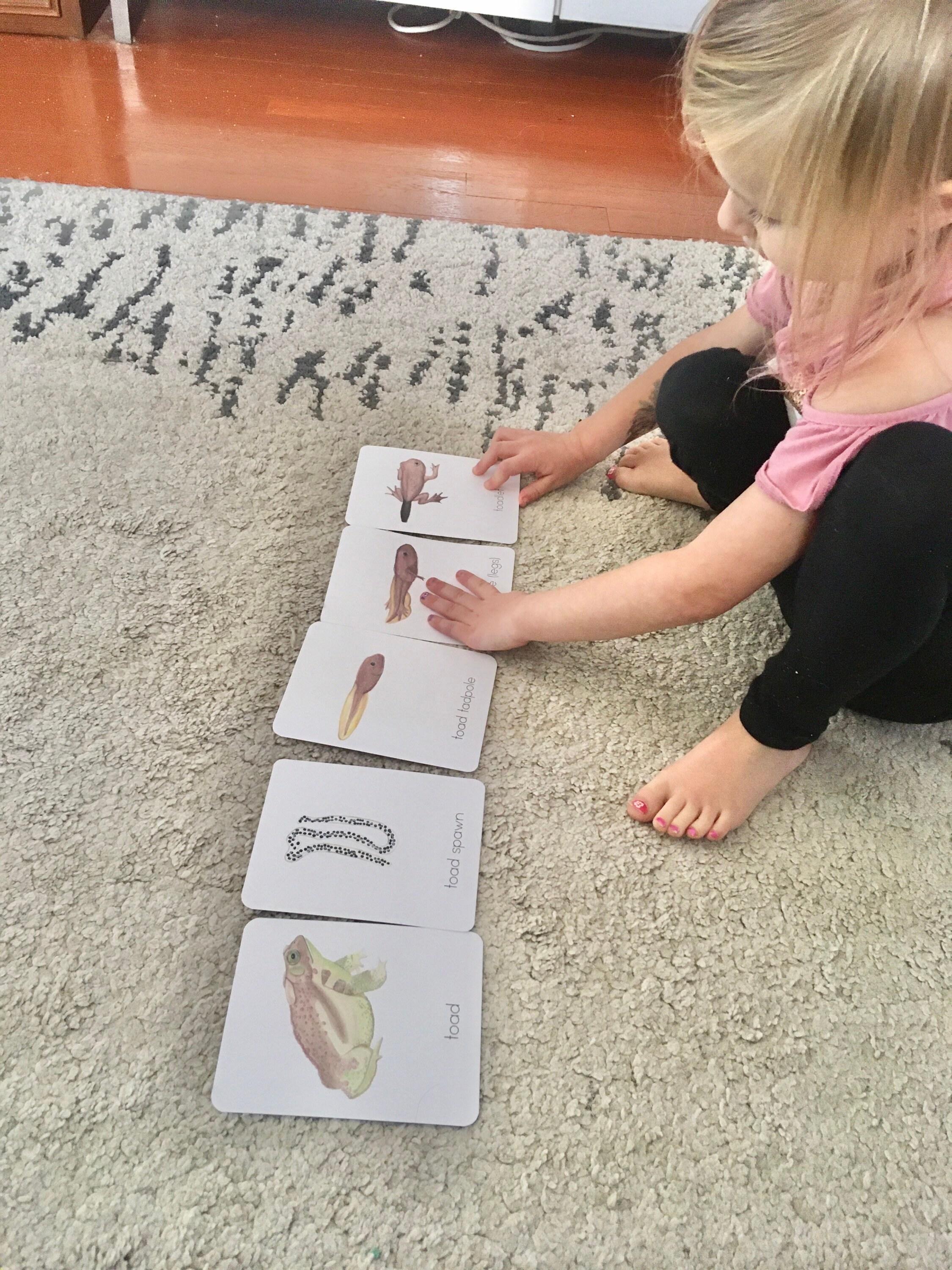 Frog & Toad Life Cycle | Printable Posters | Watercolor Flash Cards ...