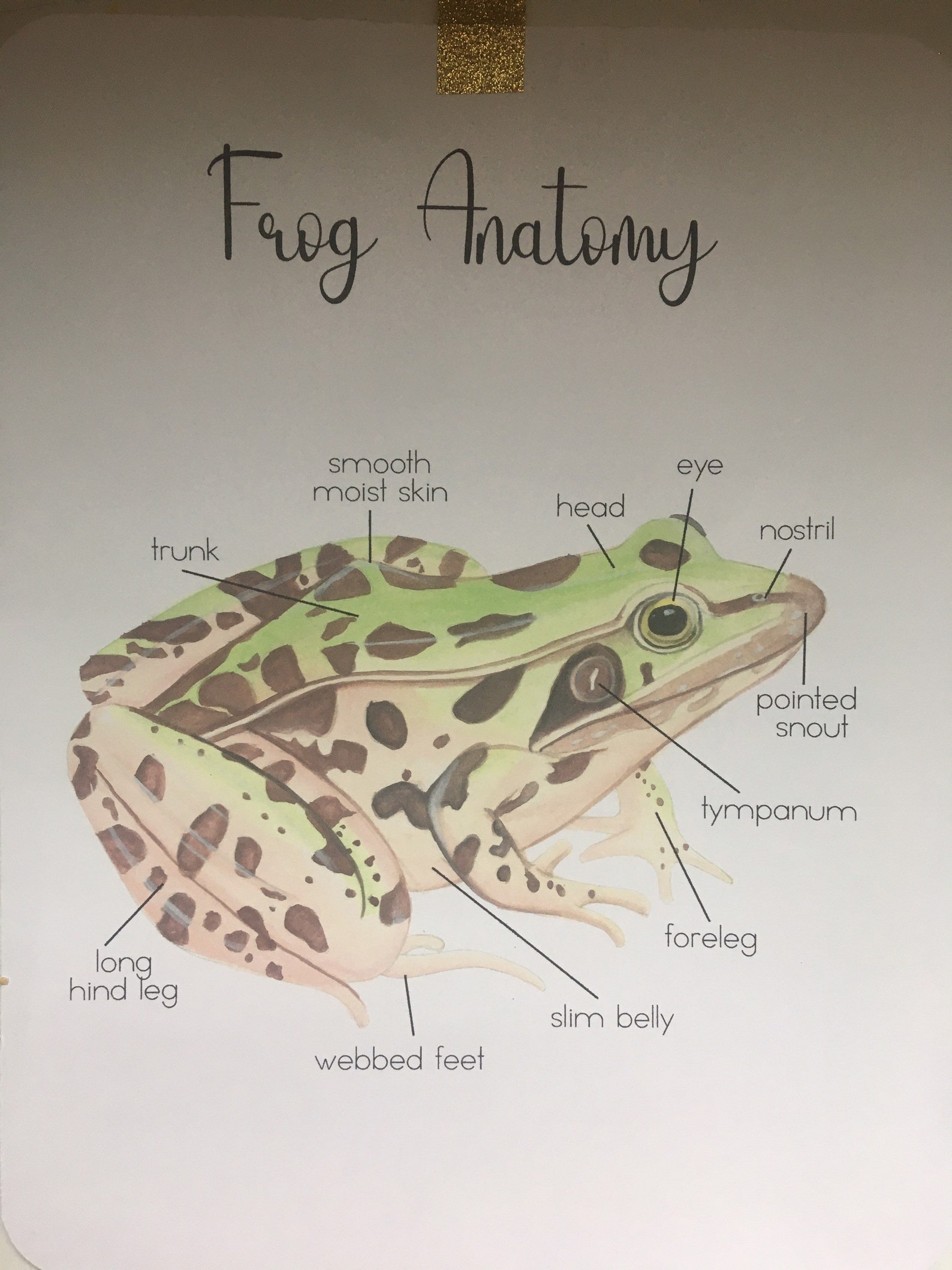 Frog & Toad Anatomy Posters | Coloring Printables | Charlotte Mason ...