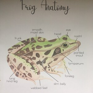 Frog & Toad Anatomy Posters | Coloring Printables | Charlotte Mason ...