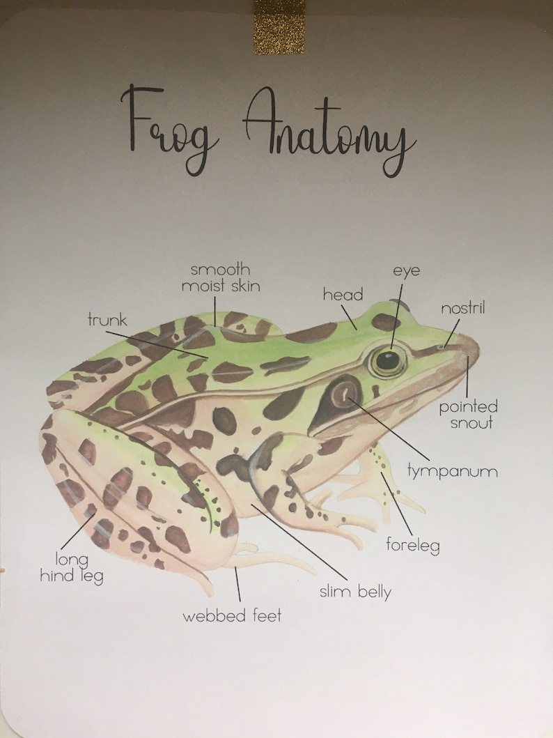 Frog & Toad Anatomy Posters | Coloring Printables | Charlotte Mason ...