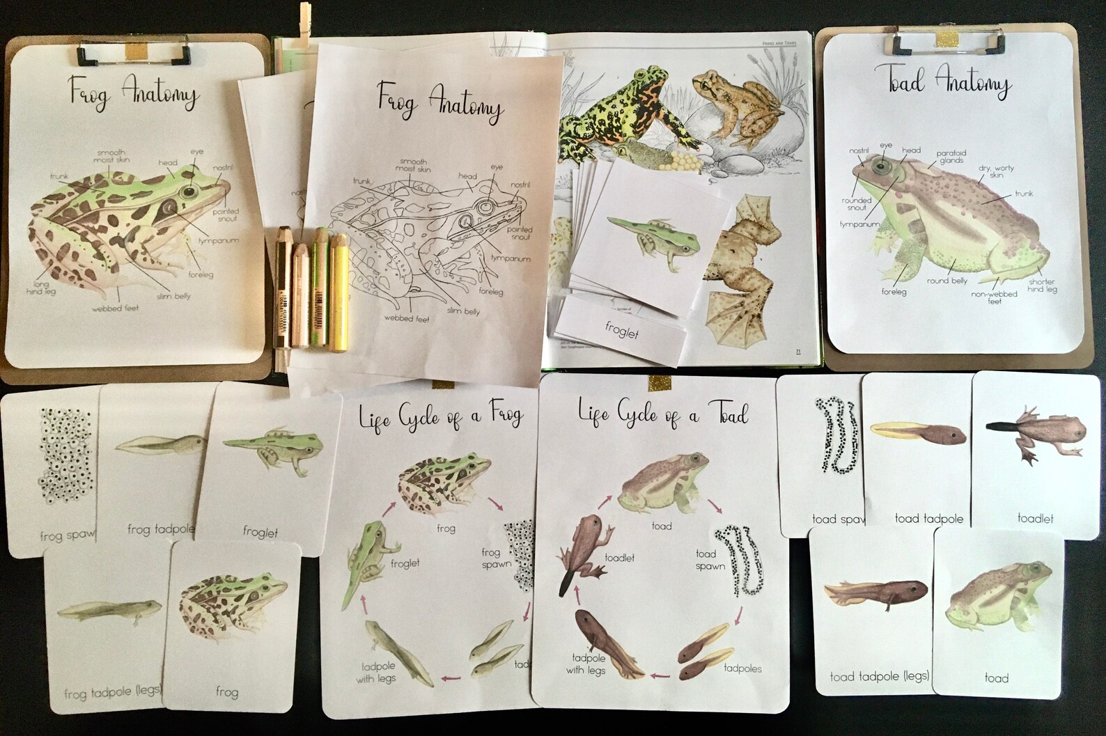 Frog & Toad Pack Printable Life Cycle Posters Watercolor Flash Cards ...