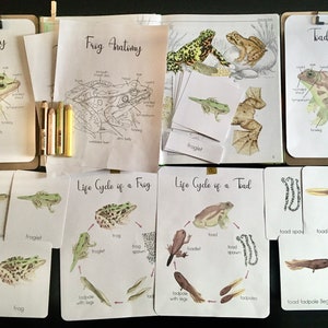 Frog & Toad Pack | Printable Life Cycle Posters | Watercolor Flash ...